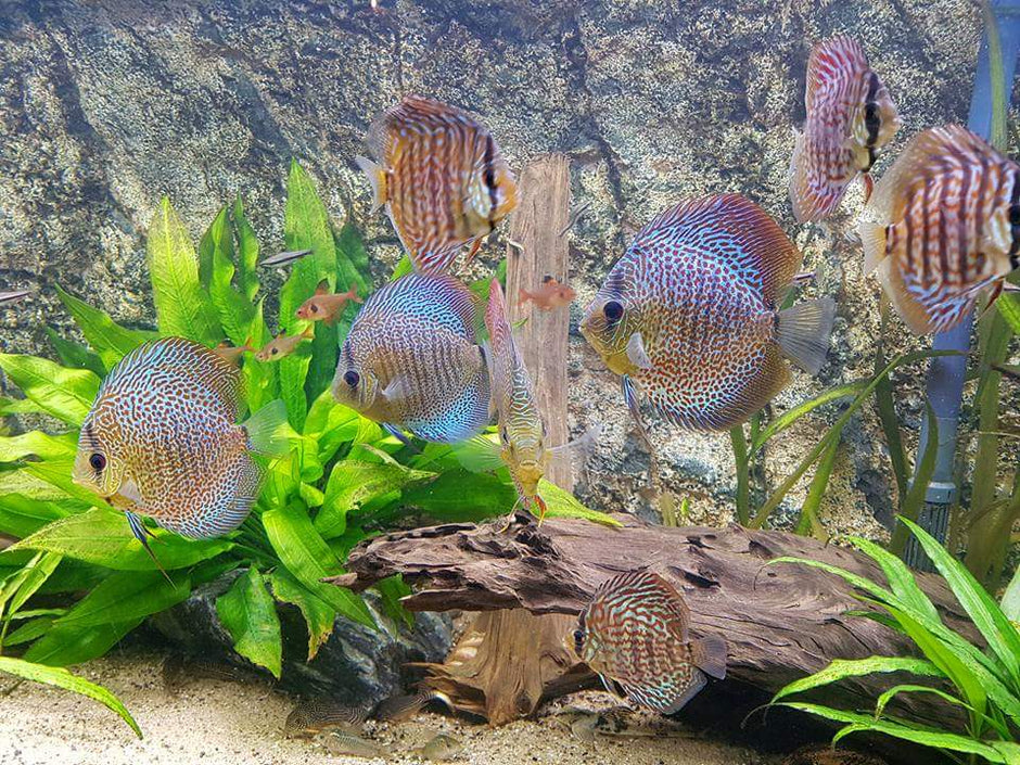 Cyberzoo, products for different animals – CeramicNature