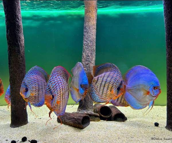 Le discus est-il fait pour vous ? Guide complet du débutant – CeramicNature